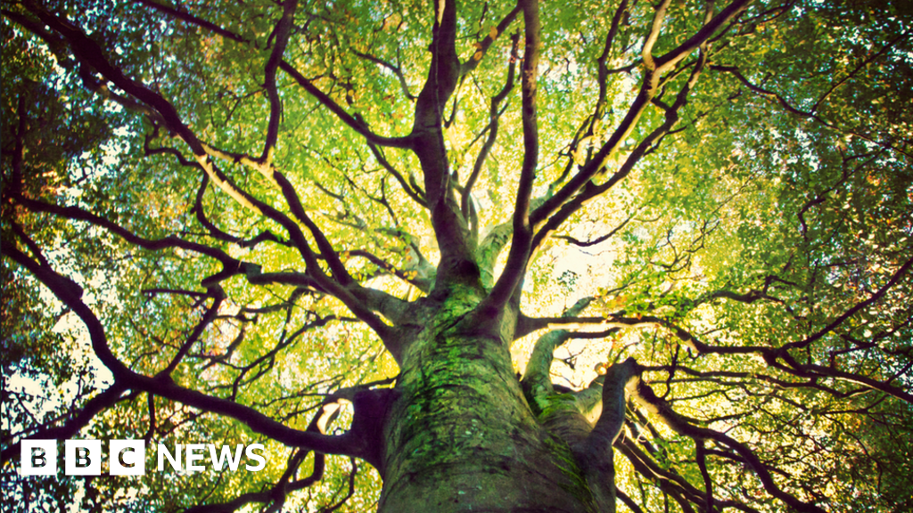 Mid Devon Council secures funding to plant 66 more trees