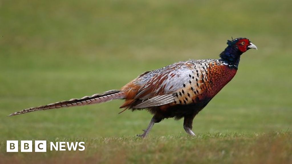 Brafferton poultry shed blaze kills 4,000 pheasants - BBC News