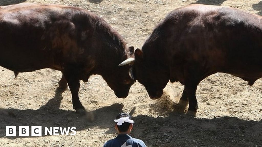 Japan bullfighting: Women allowed into 'pure' ring after ban lifted