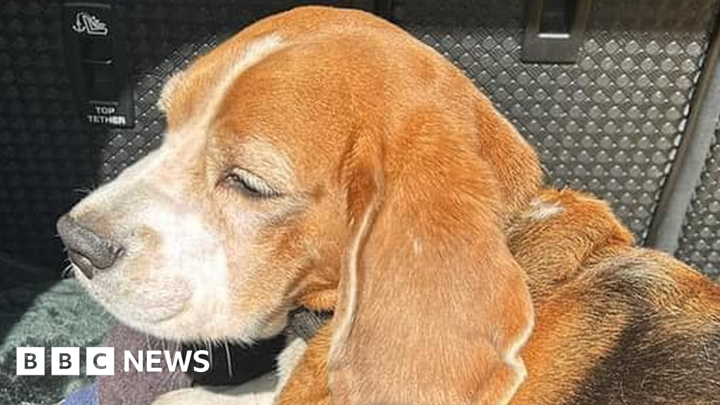 Shaun Ryder reunited with lost dog Malcolm after Peak District search ...