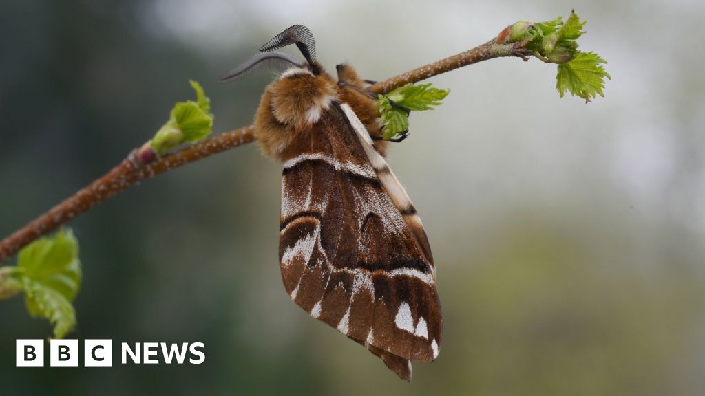 'Fake females' to aid rare moth work in Cairngorms - BBC News