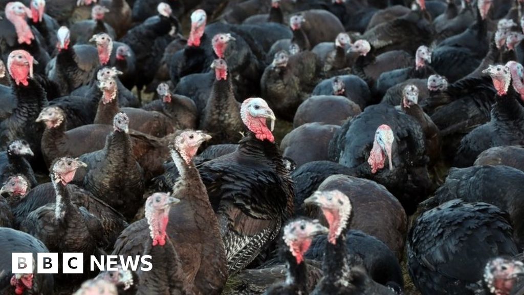Avian Flu: Turkeys culled after outbreak at Cheshire poultry farm - BBC ...