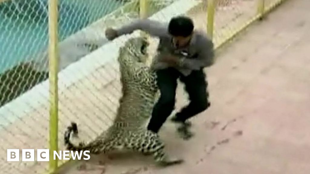 Leopard wreaks havoc in school in India - BBC News