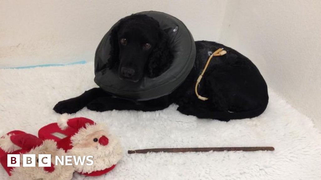 Dave the dog survives being impaled on metal spike - BBC News