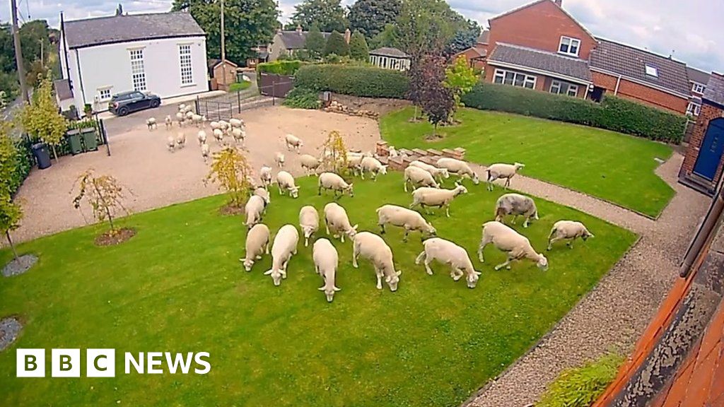 Watch: CCTV captures flock of sheep in garden - BBC News