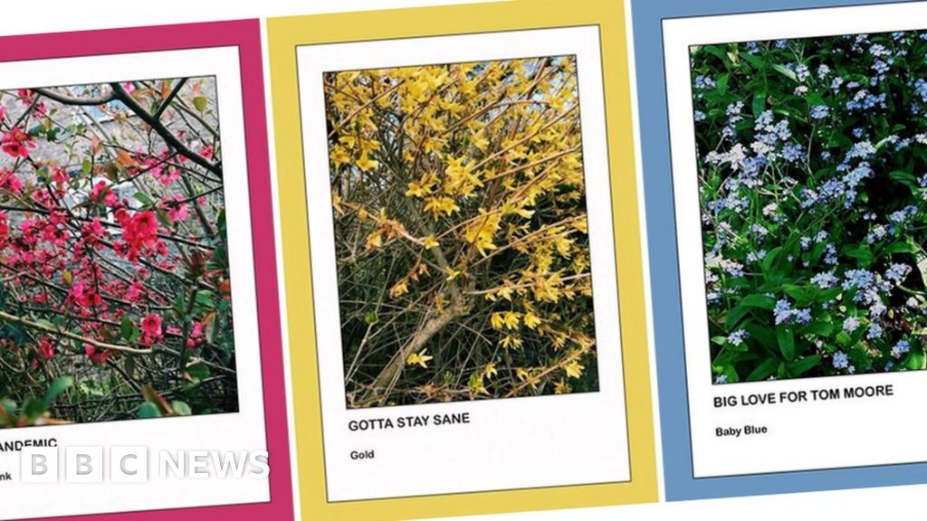 Colours of corona: Capturing moments in isolation - BBC News