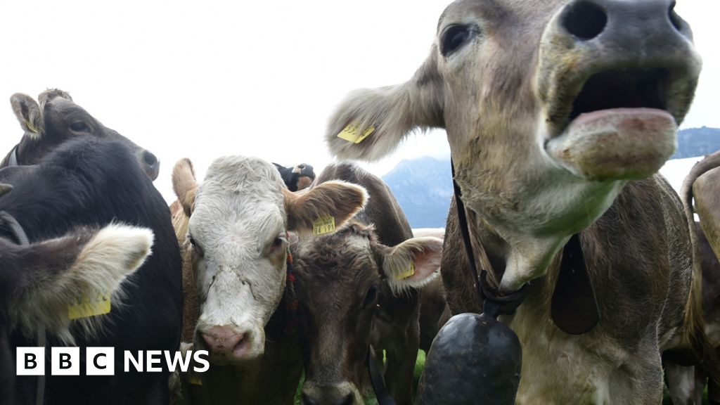 German couple lose fight over cows' clanging bells - BBC News