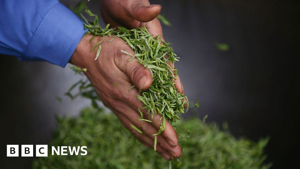 Unique microclimate boosts Britain's tea industry
