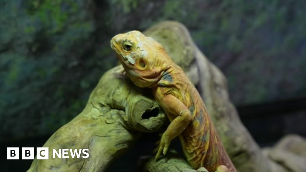 Cost of living crisis: Reptile centre struggling with demand - BBC News
