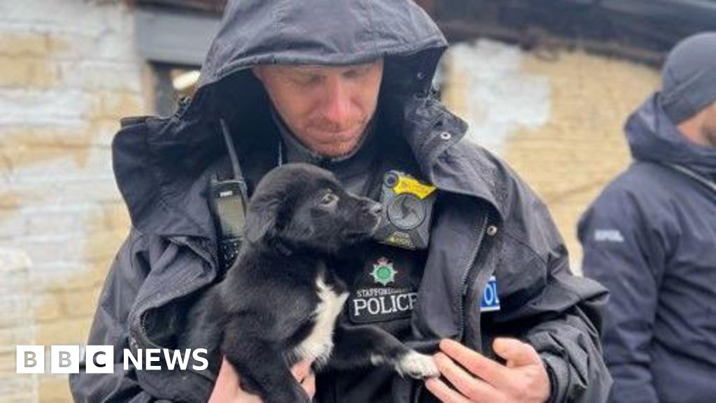 Essington animal rescue: 50 cats, dogs and tortoises seized - BBC News