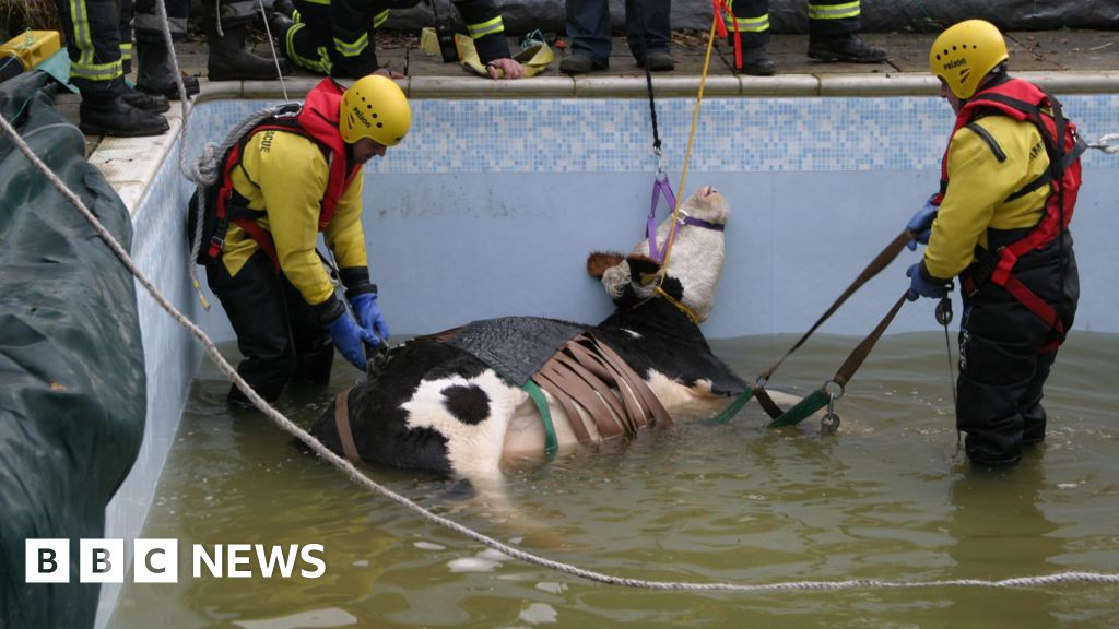 Hampshire's 20 years of animal rescue - BBC News