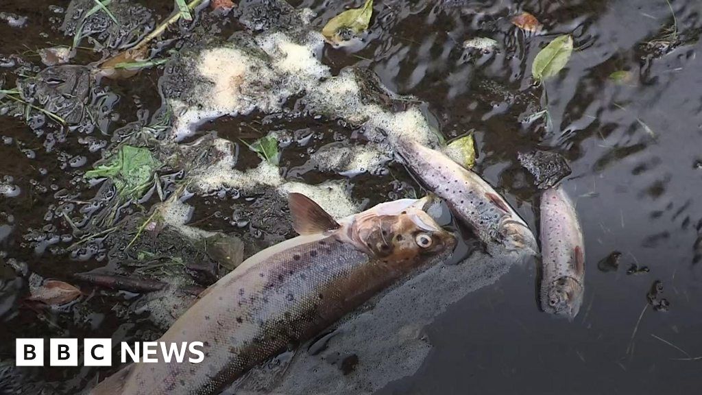 Kesh River: Hundreds of fish killed in County Fermanagh - BBC News