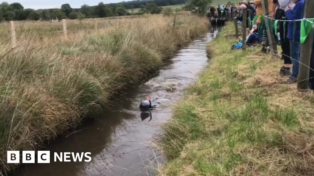 Bog snorkelling at World Alternative Games, Llanwrtyd Wells - BBC News