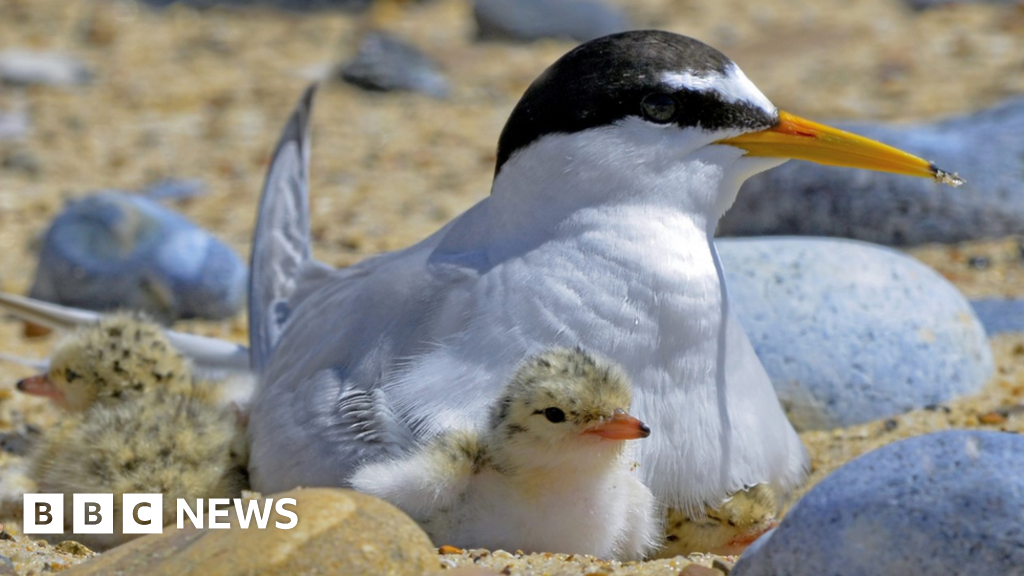 Norfolk reserves see 'record-breaking' number of seabirds - BBC News