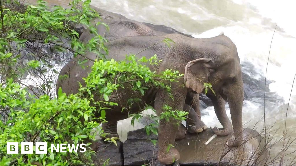 Elephant pair rescued after six others drown in Thailand