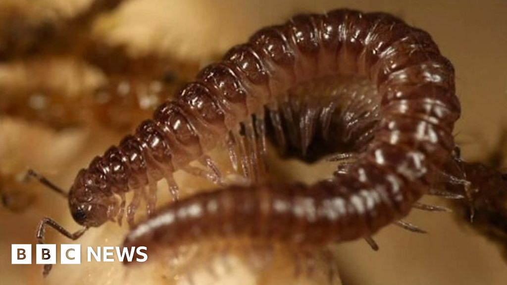 'Maerdy Monster' millipede found at Rhondda coal mine - BBC News