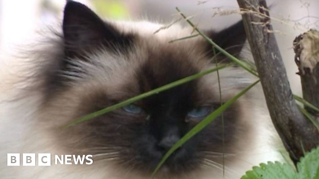 Reward offered after pet cat shot three times by airgun