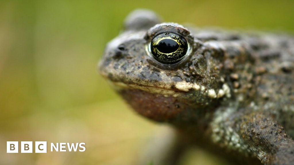 RSPB appeal to clean natterjack toad breeding ponds - BBC News