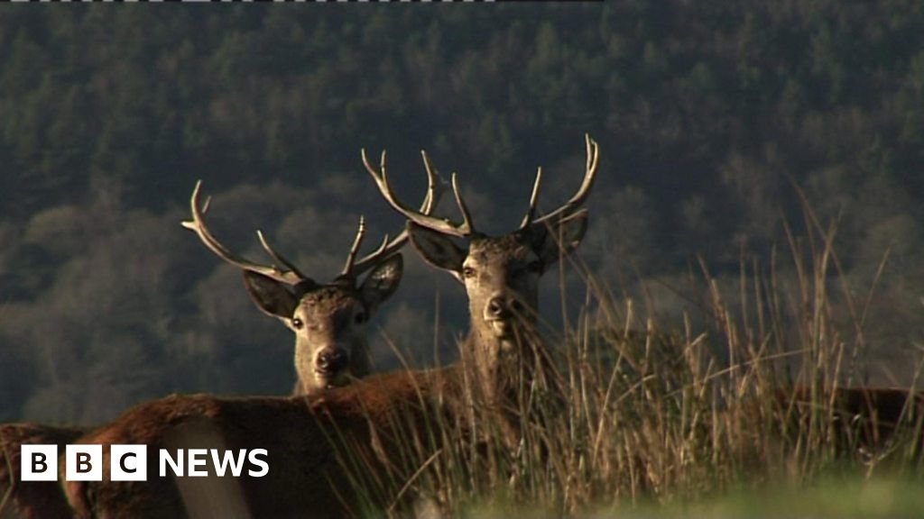 Ceredigion TB fears over 'thriving' wild red deer - BBC News