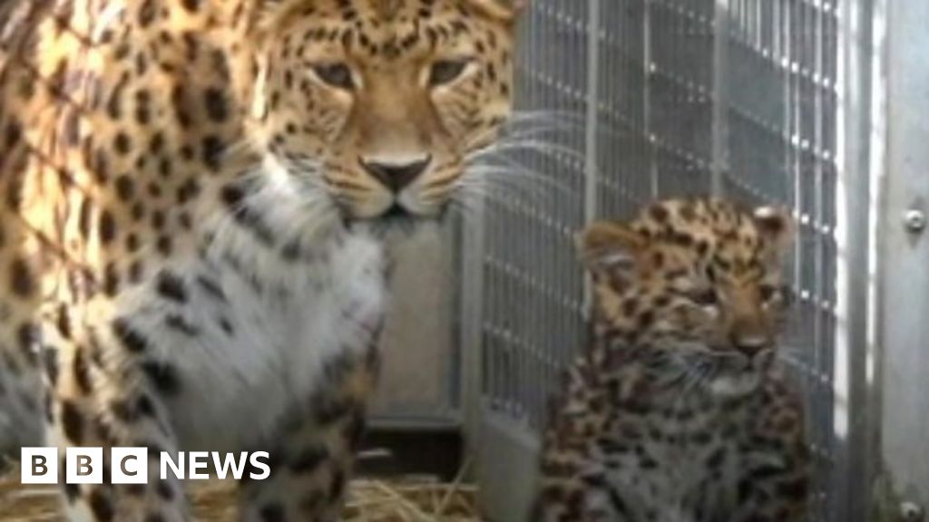 Moment rare leopard cub takes first steps outdoors