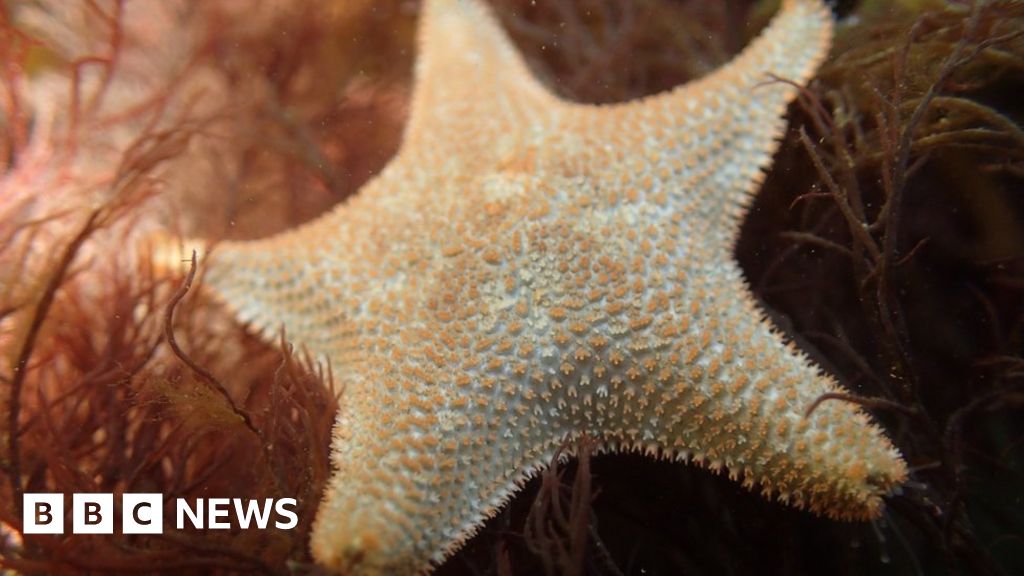 Carbon dioxide 'dissolves starfish', study finds - BBC News