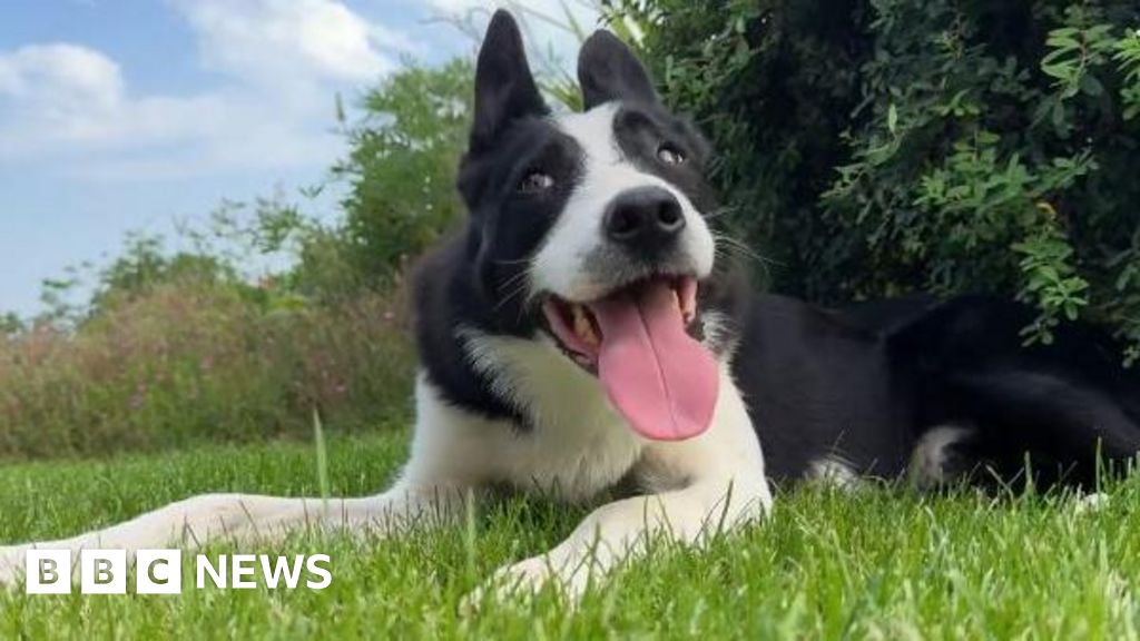 National sheepdog champion hopes to defend title in Penrith - BBC News