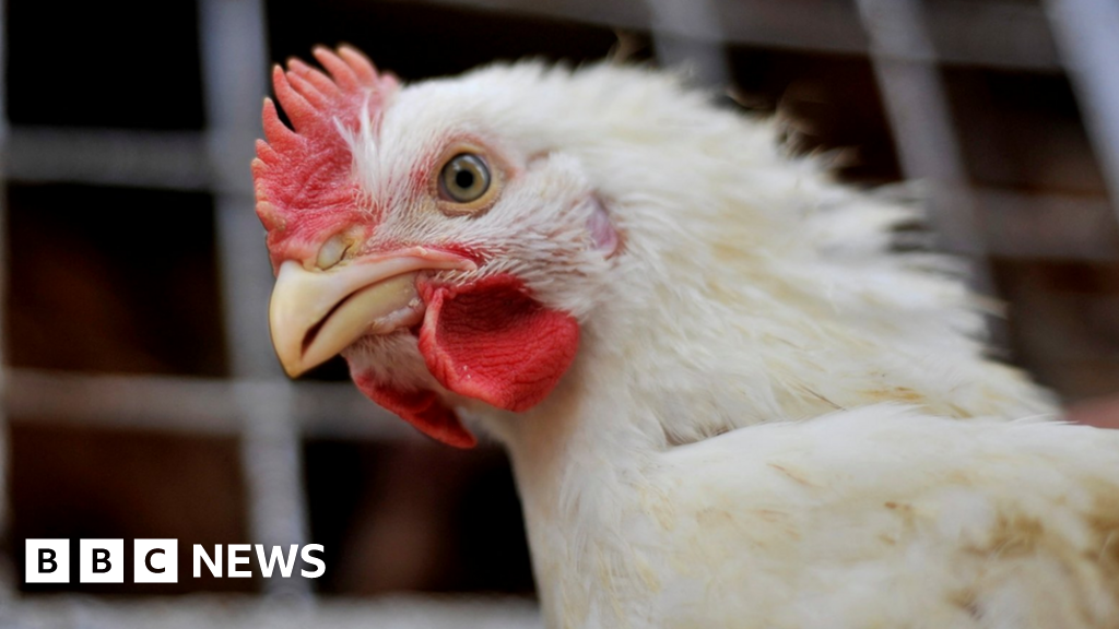 Suffolk man banned from keeping animals over chicken attack