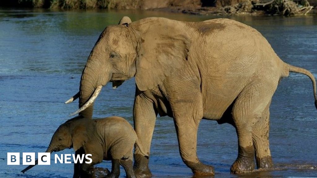 China announces ban on ivory trade by end of 2017 - BBC News