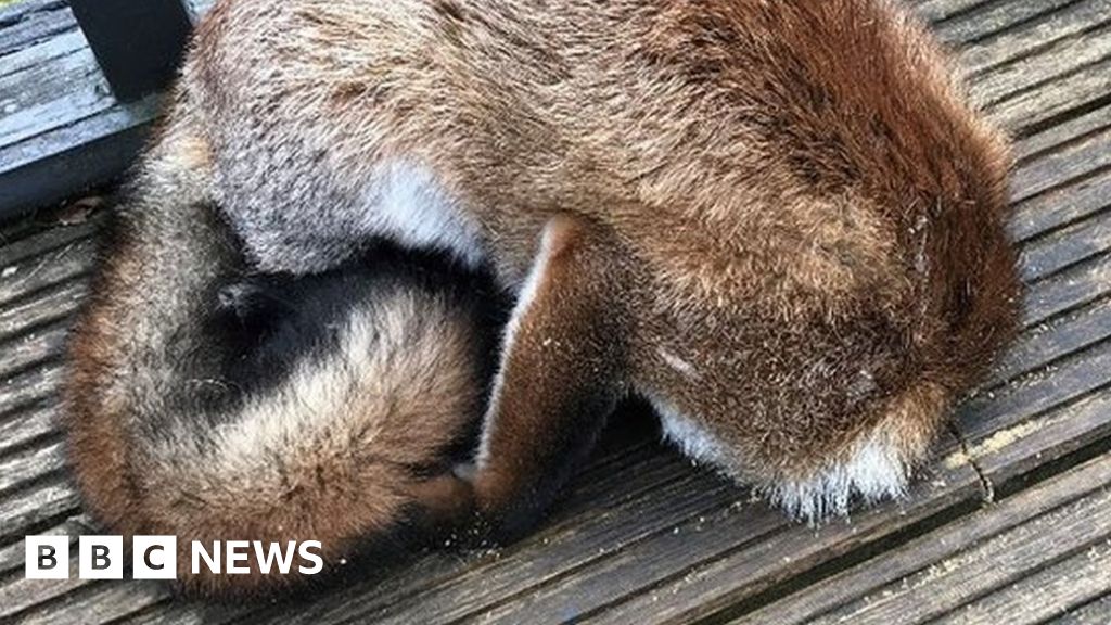 Fox has head freed from hole in decking in Luton - BBC News