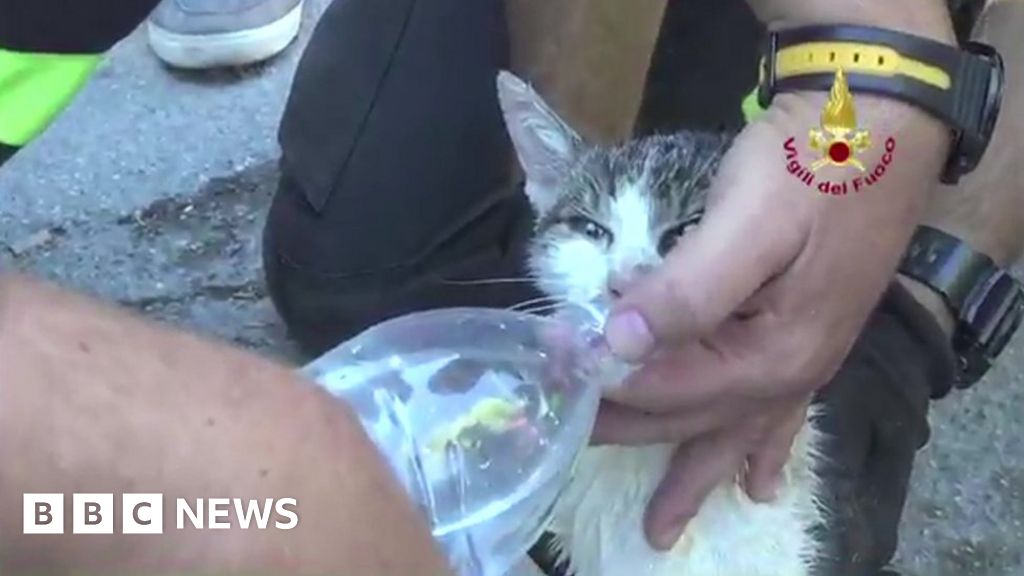 Italy earthquake: Cat rescued after several days - BBC News