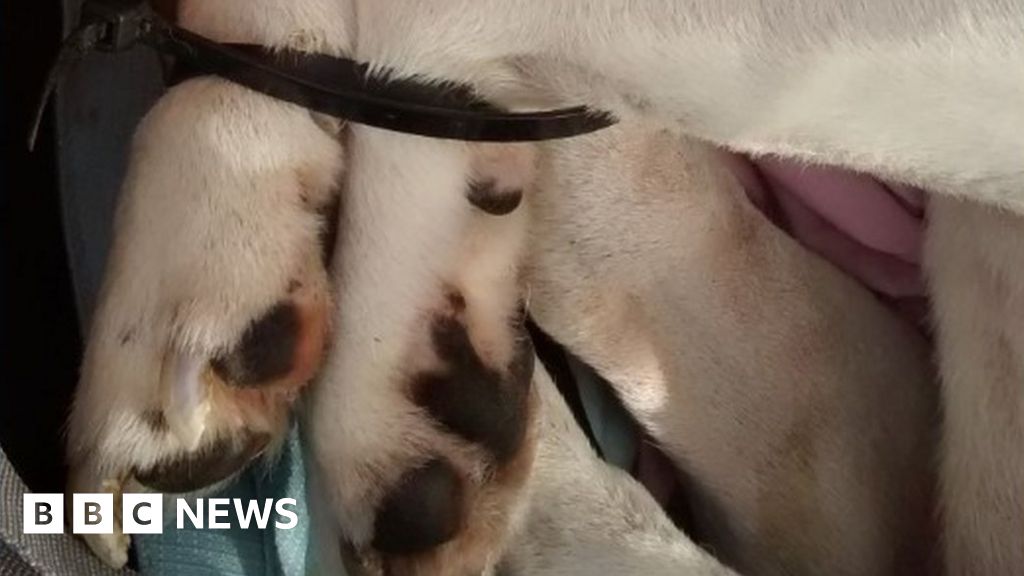 Dead dog found in sack with legs bound in New Forest - BBC News