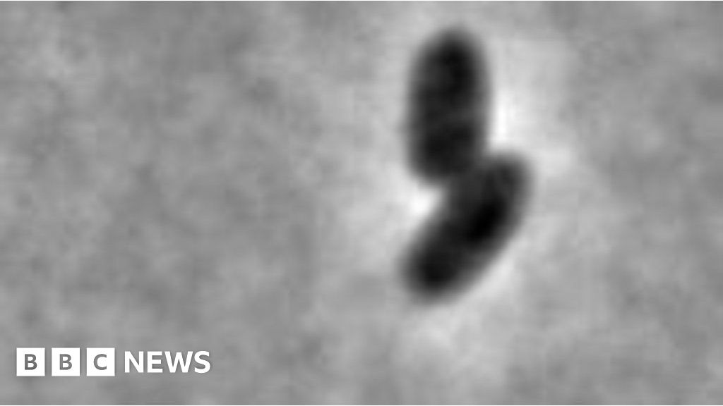 Bacteria shed cell wall - BBC News