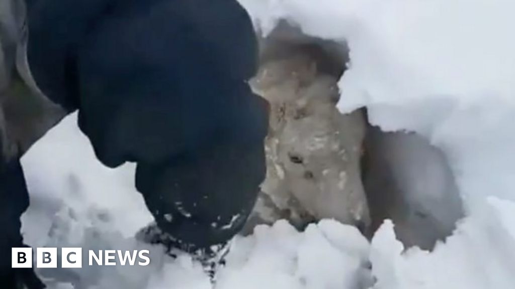Farming couple dig sheep free from Powys snow drift - BBC News