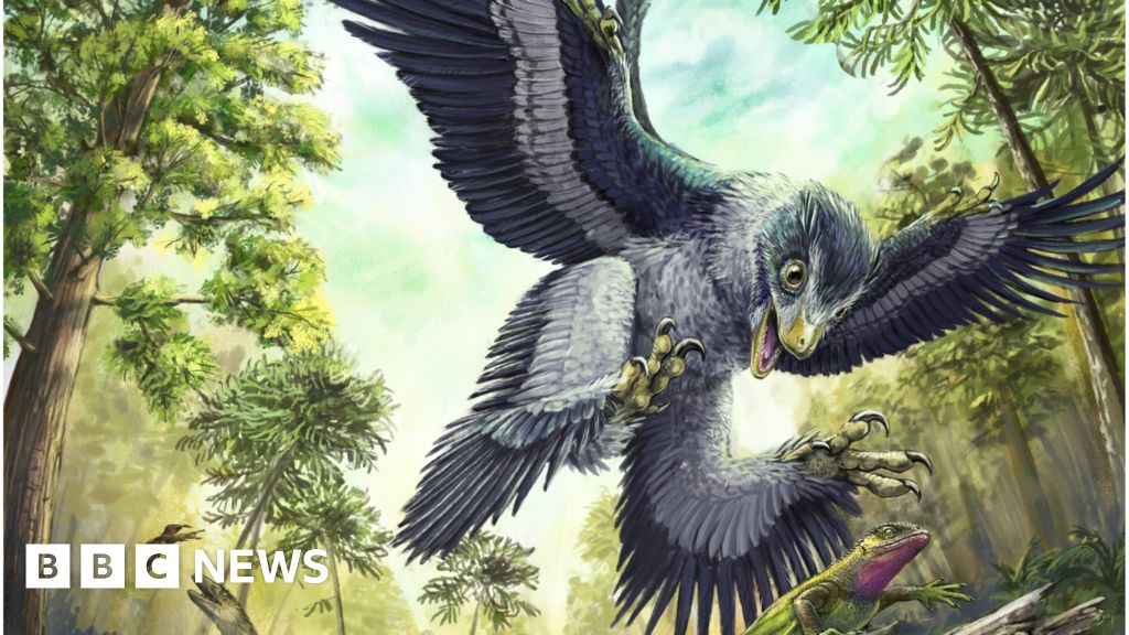 Seed clue to how birds survived mass extinction - BBC News