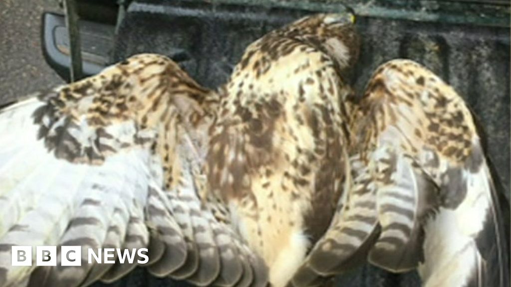Kent buzzard shooting sparks RSPB investigation