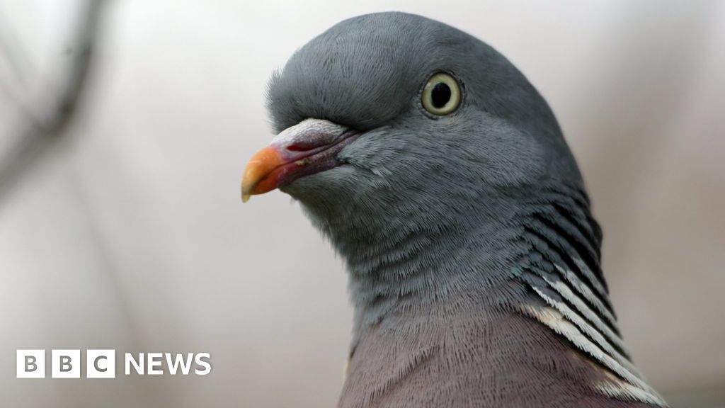 Bracknell's Point Royal Grade-II tower block in bird poo crisis - BBC News
