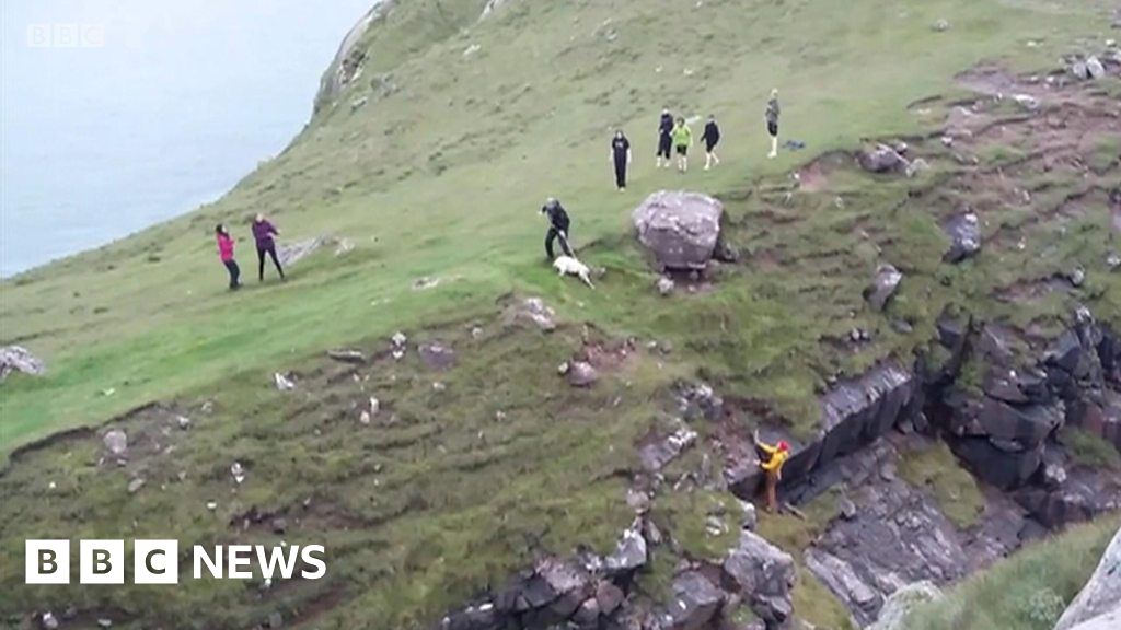 Sheep rescued from cliff edge in Highlands - BBC News