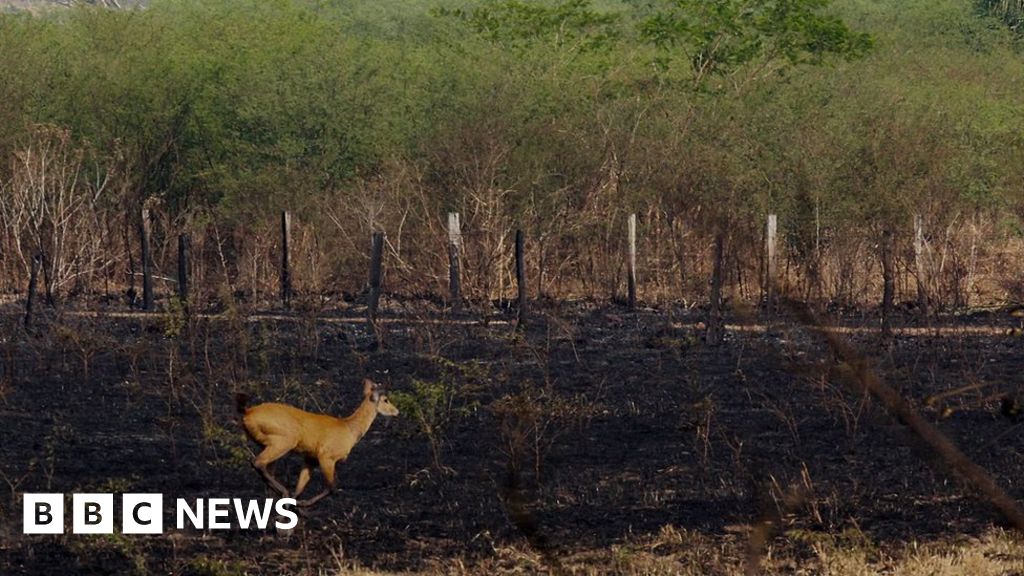 Brazil wildfires: Blaze advances across Pantanal wetlands - BBC News