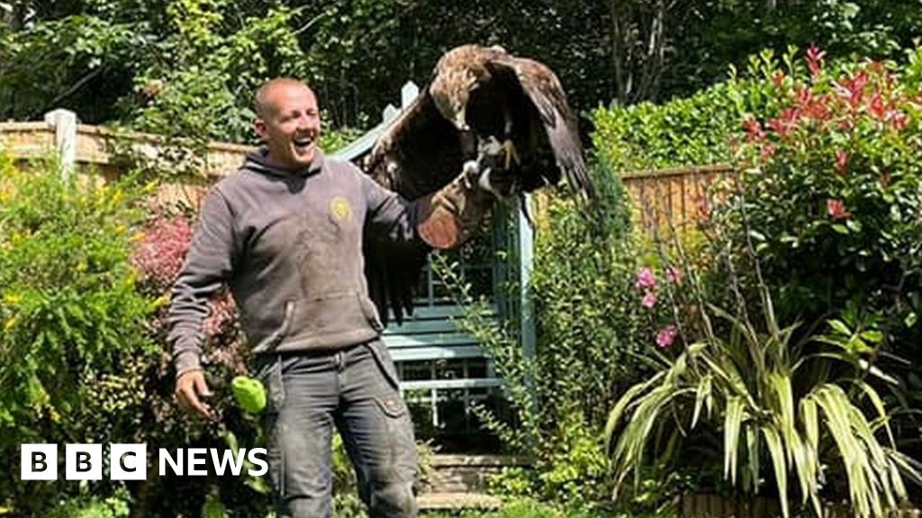 Missing Ringwood golden eagle found after six days