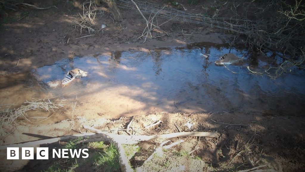 Hereford farmer left carcasses in fields and in animal drinking water