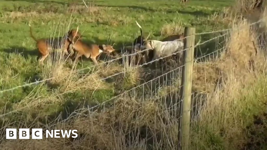 Video shows hunting dogs mauling a deer in North Yorkshire - BBC News