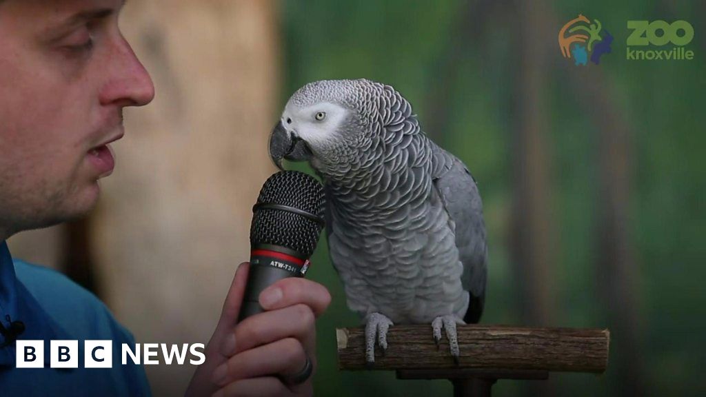 The US parrot that mimics other animals - BBC News