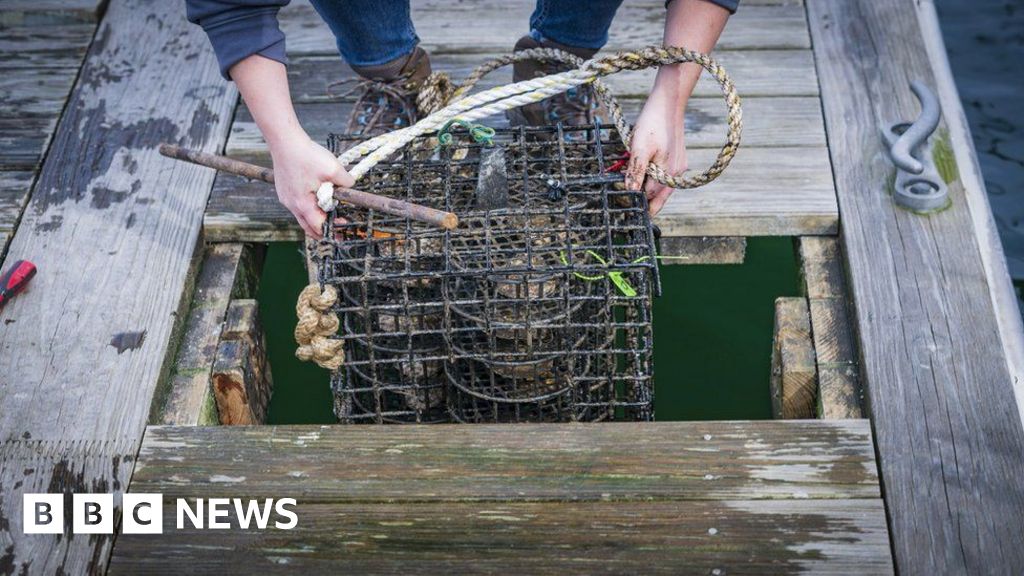 Oyster fishing ban on Lough Foyle extended for another month - BBC News