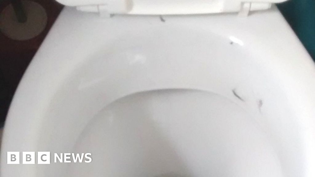Woman drowned her pet cats in toilet - BBC News