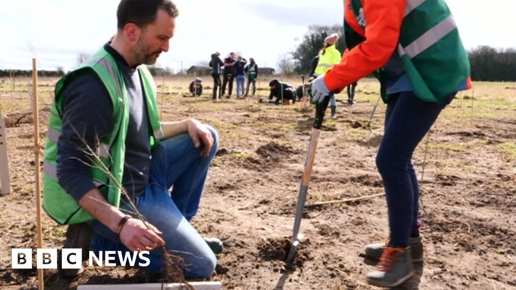 Network Rail pledges to spend £1m planting thousands of trees - BBC News