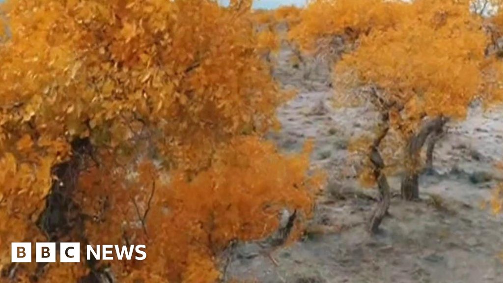 Huyang trees in China turn to gold