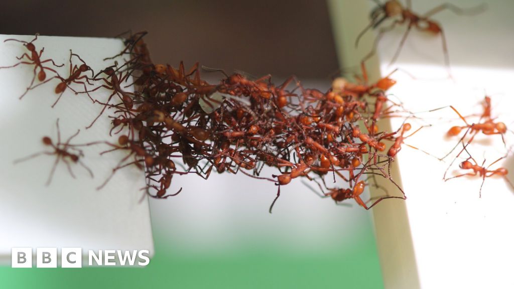 Ant bridge moves to best location - BBC News