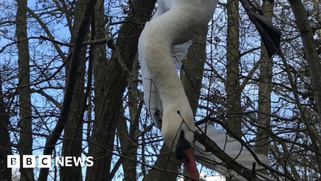 Swan stuck in tree at Flatford Mill rescued - BBC News