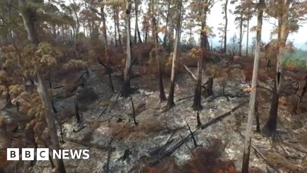 The devastation of Tasmania's fires - BBC News