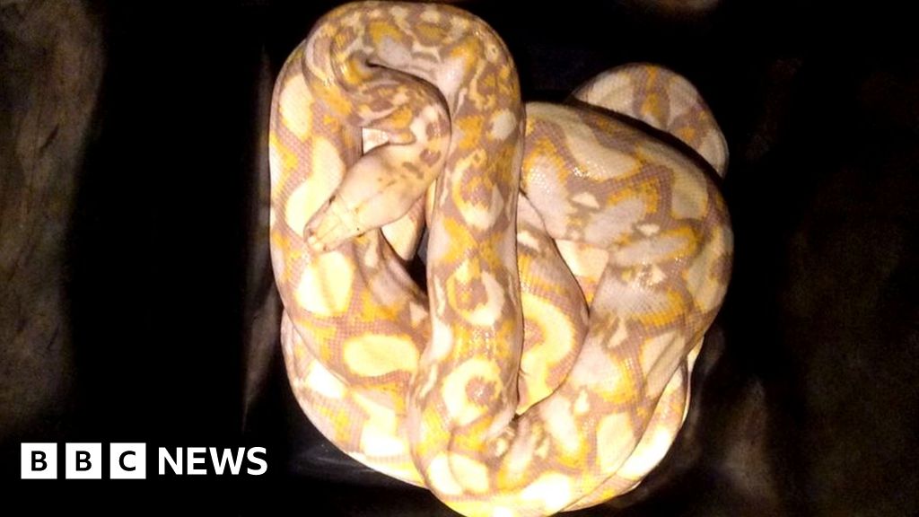 Owner urged to claim 'Monty' python found near Broads - BBC News
